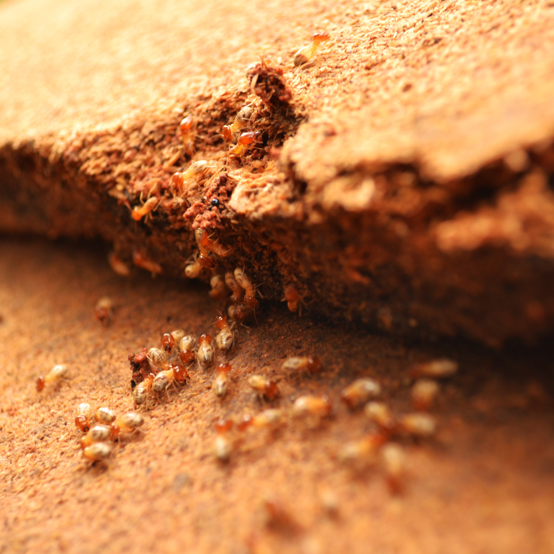 Eco-Safe Wood Guard | Non-Toxic Insect & Decay Control | One Treatment ...