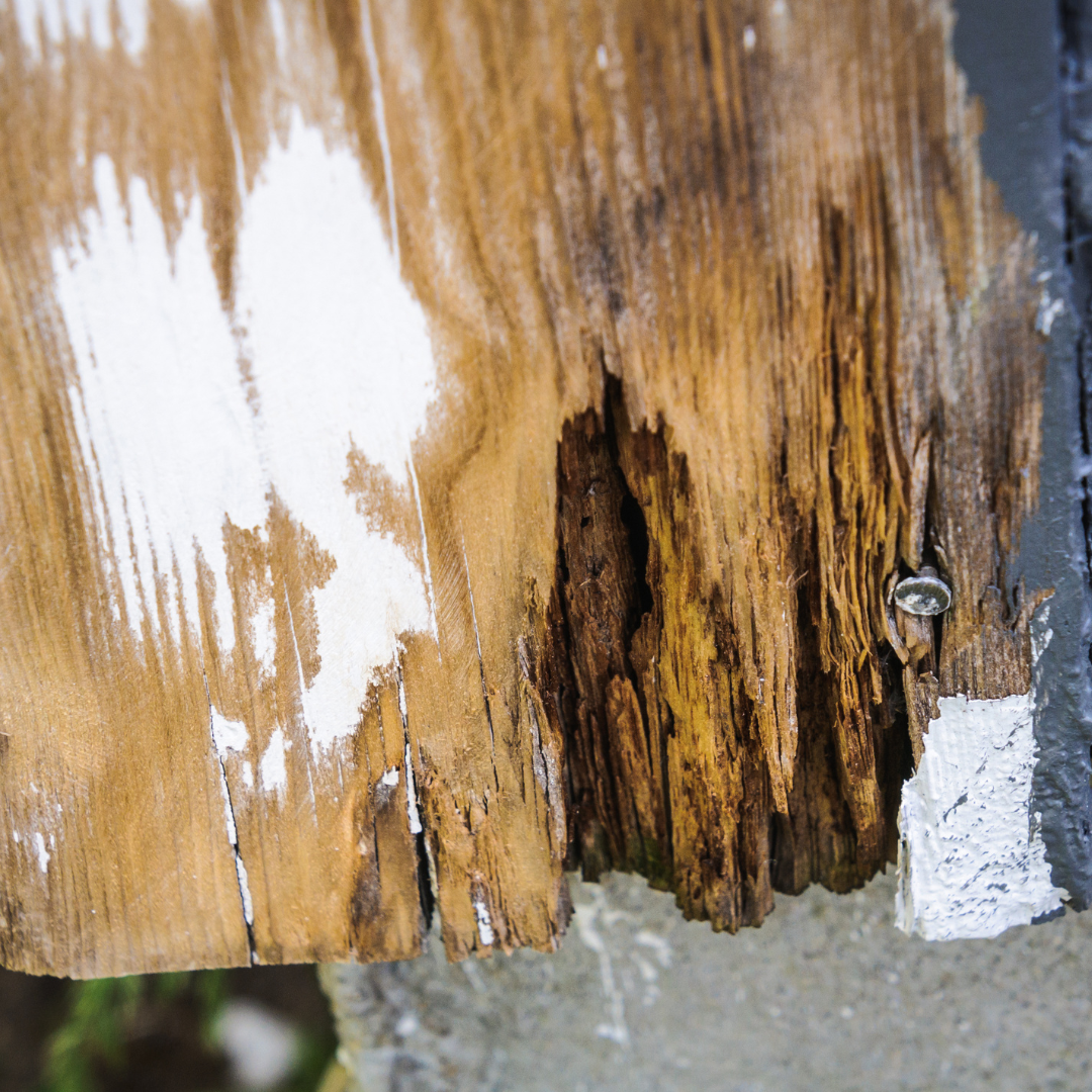 Eco-Safe Wood Guard | Non-Toxic Insect & Decay Control | One Treatment ...